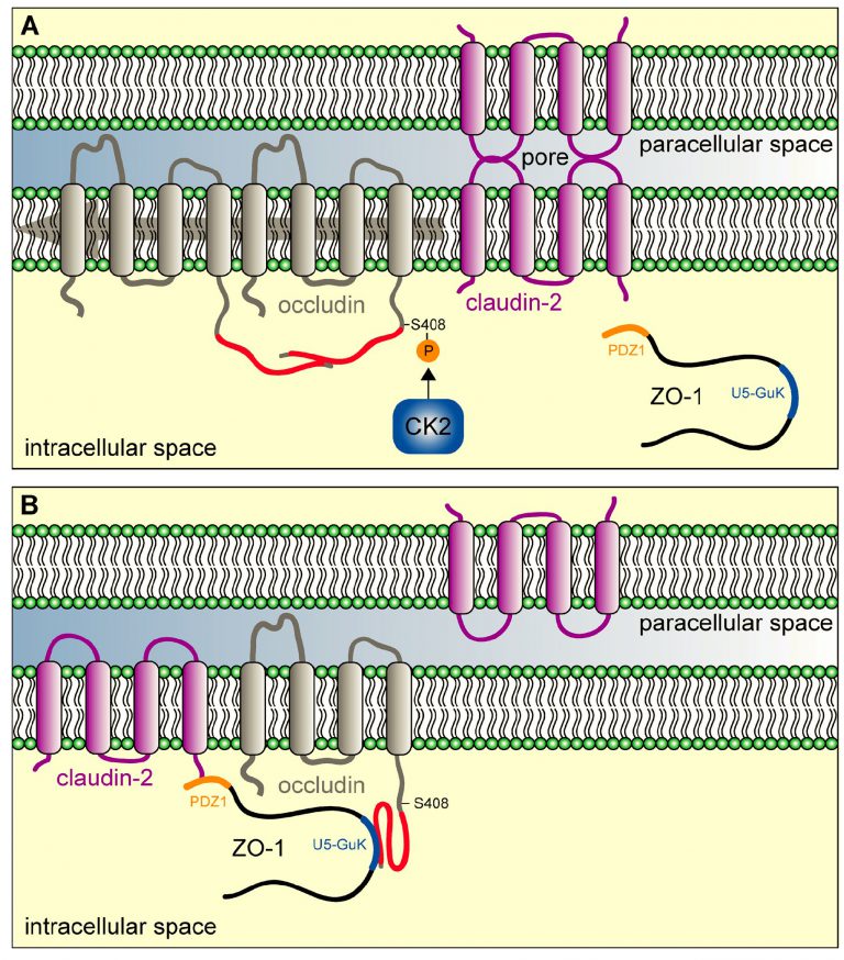 Tight junction dysregulation: Mechanisms and druggability : Turner Lab