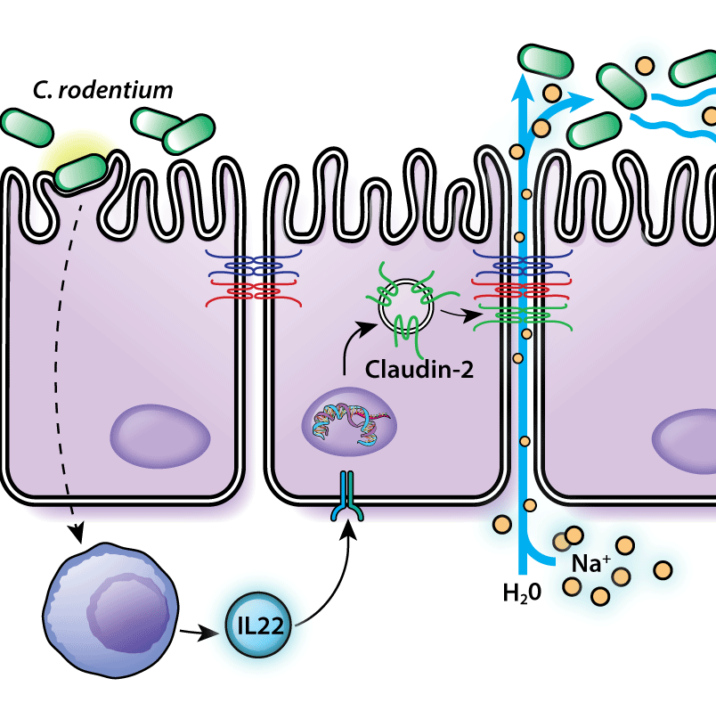 IL-22 upregulates epithelial claudin-2 to drive diarrhea and enteric ...
